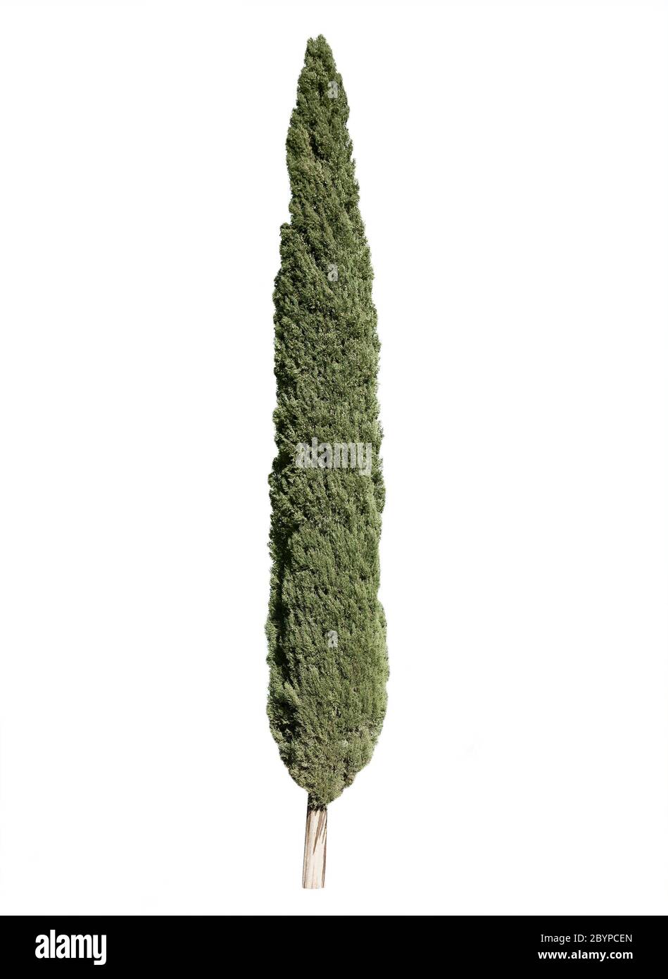 Cypress tree isolated over white background Stock Photo - Alamy