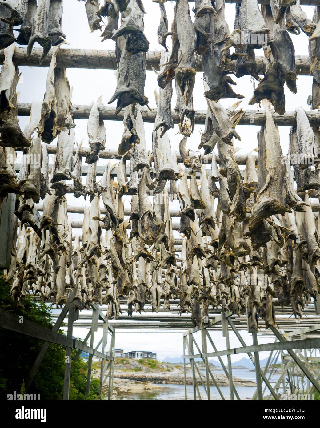 Cod bodies drying on a wooden rack outside, in the preparation of ...