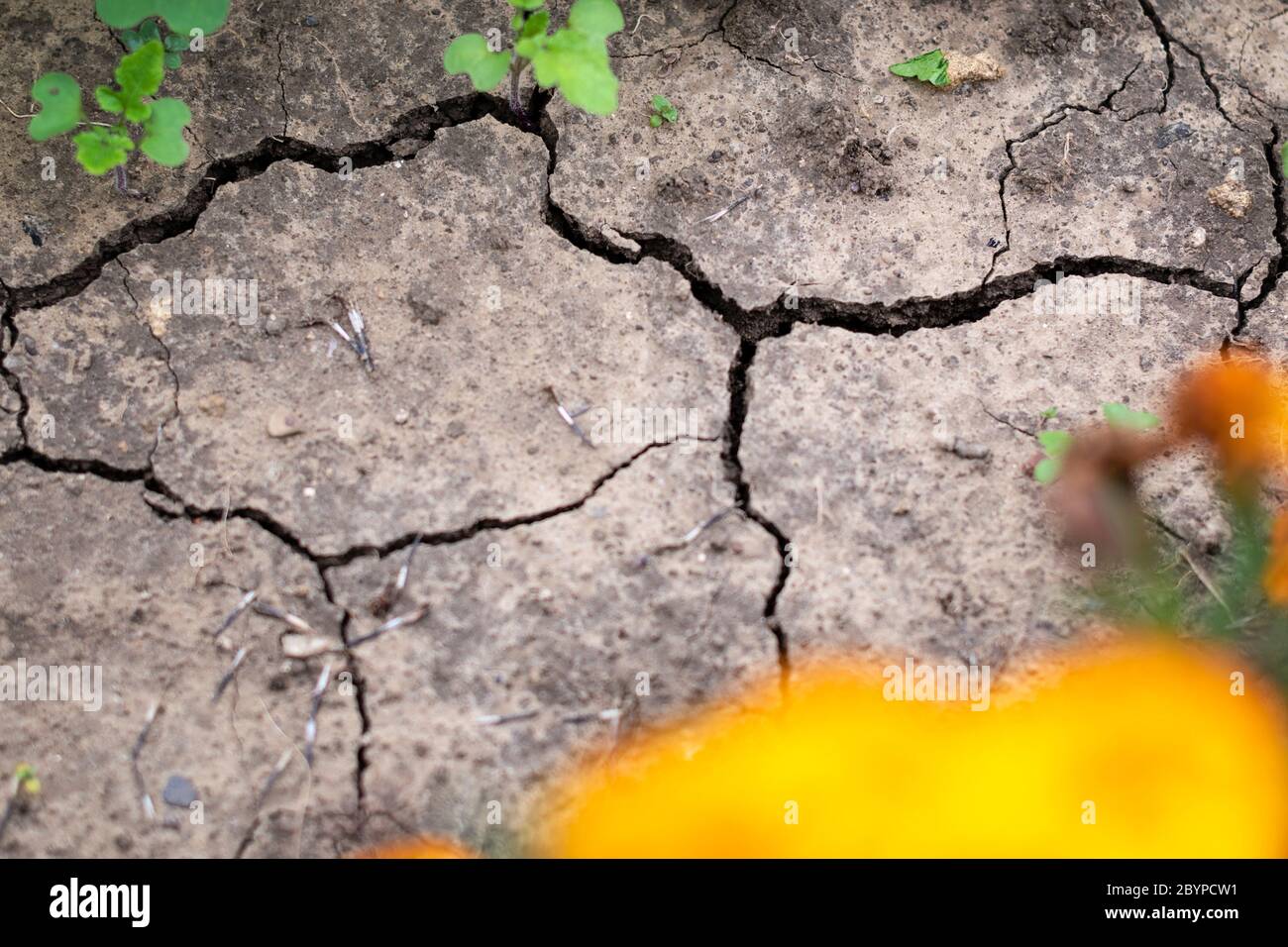 Dryness. Selective focus on dry ground cracked because of pollution and ...