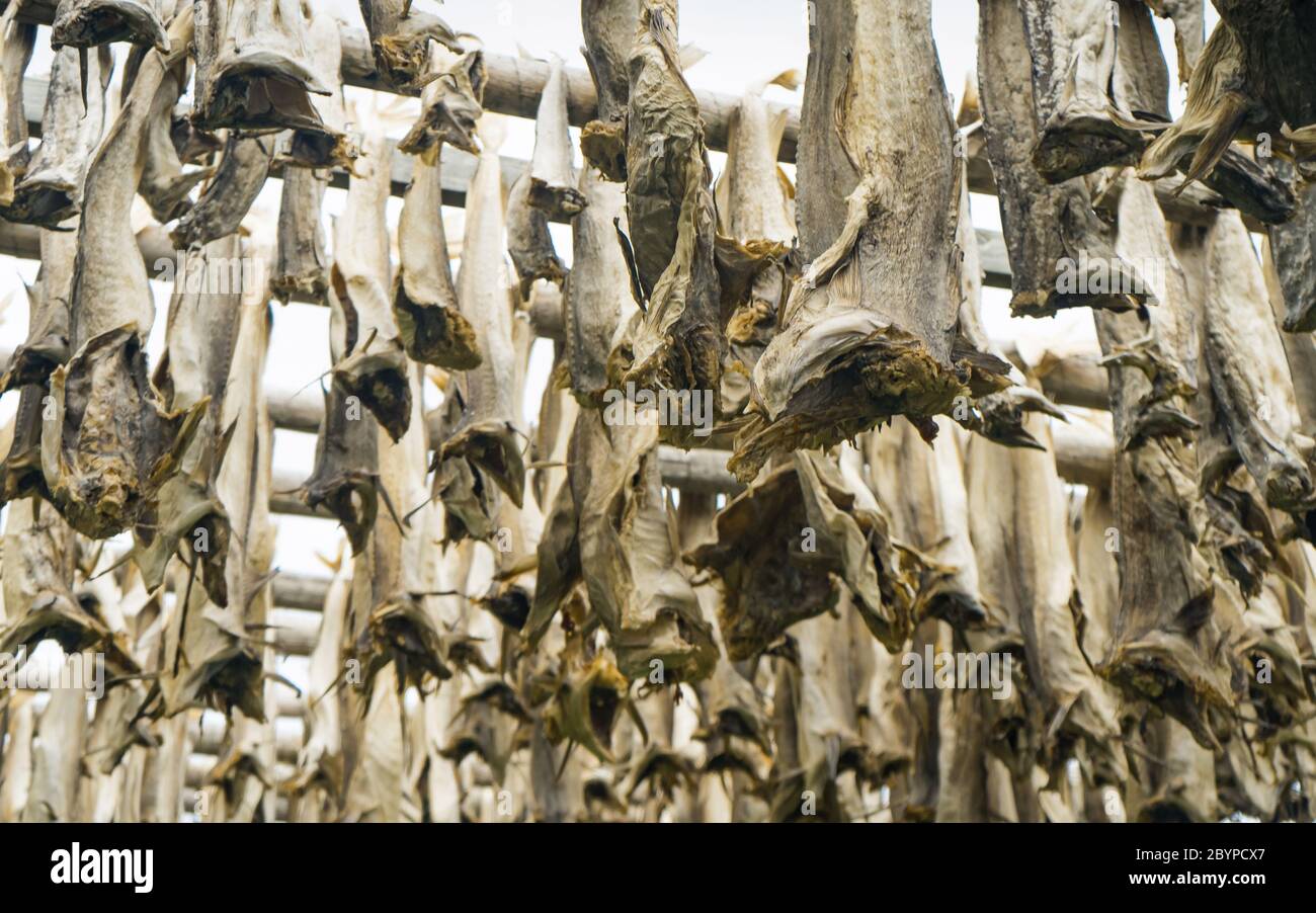 Cod bodies drying on a wooden rack outside, in the preparation of ...