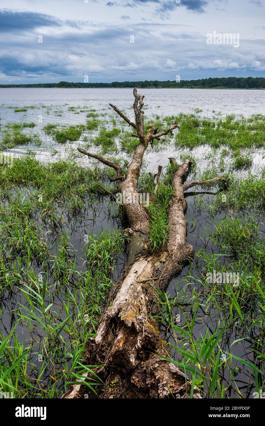 Dead and rotten tree hi-res stock photography and images - Alamy