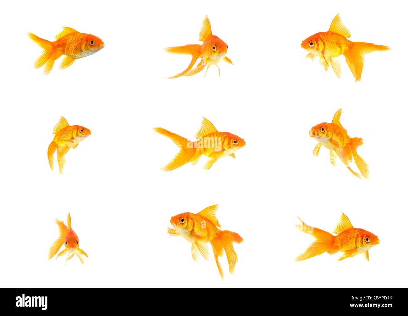 Set of gold fishes Stock Photo - Alamy
