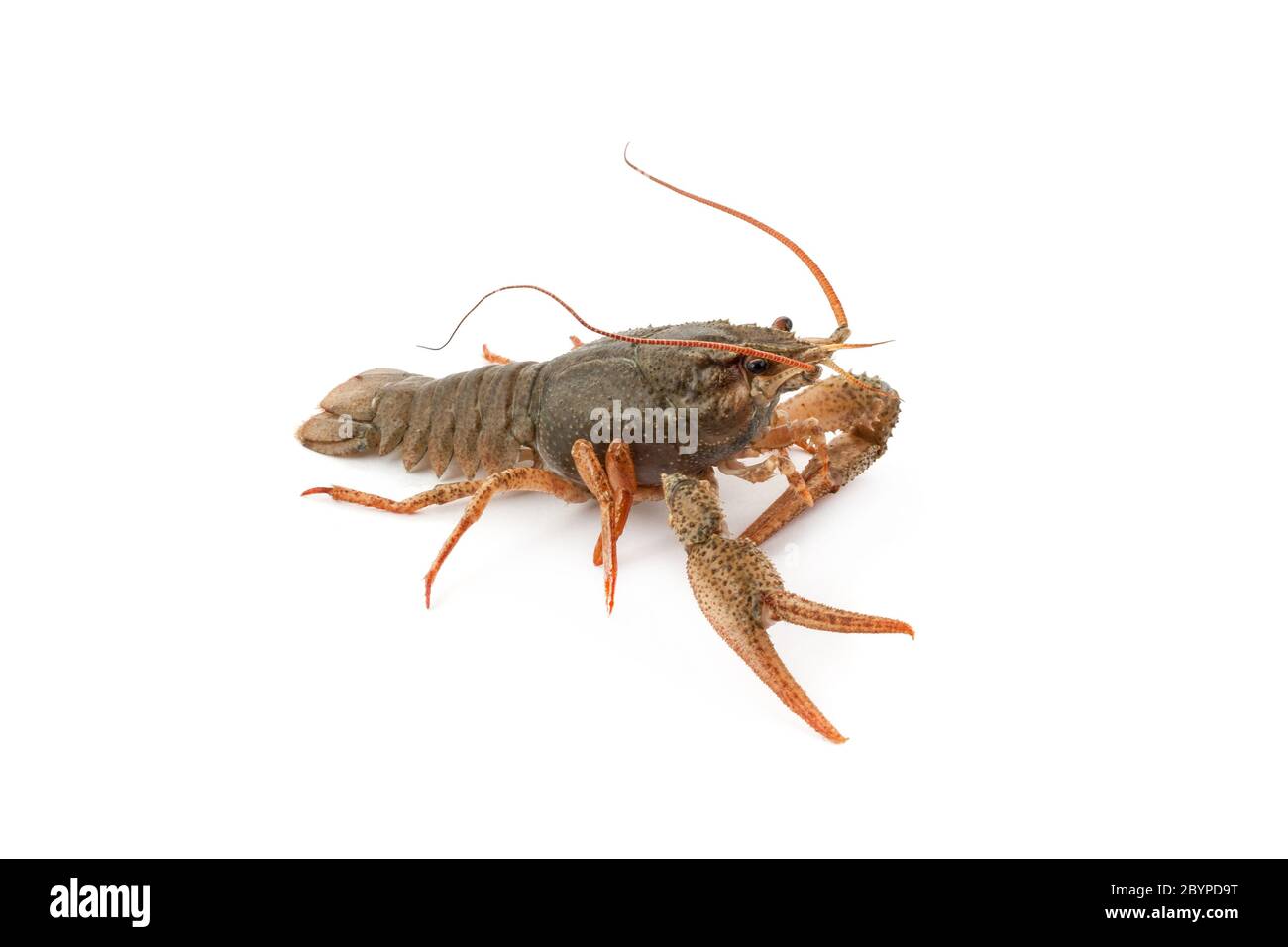 River raw crayfish Stock Photo - Alamy
