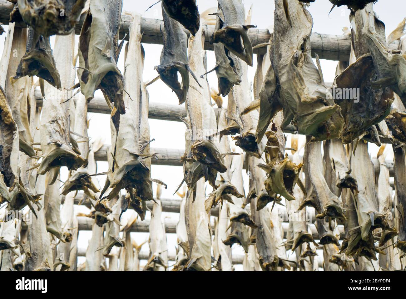 Stockfish drying flake hi-res stock photography and images - Alamy