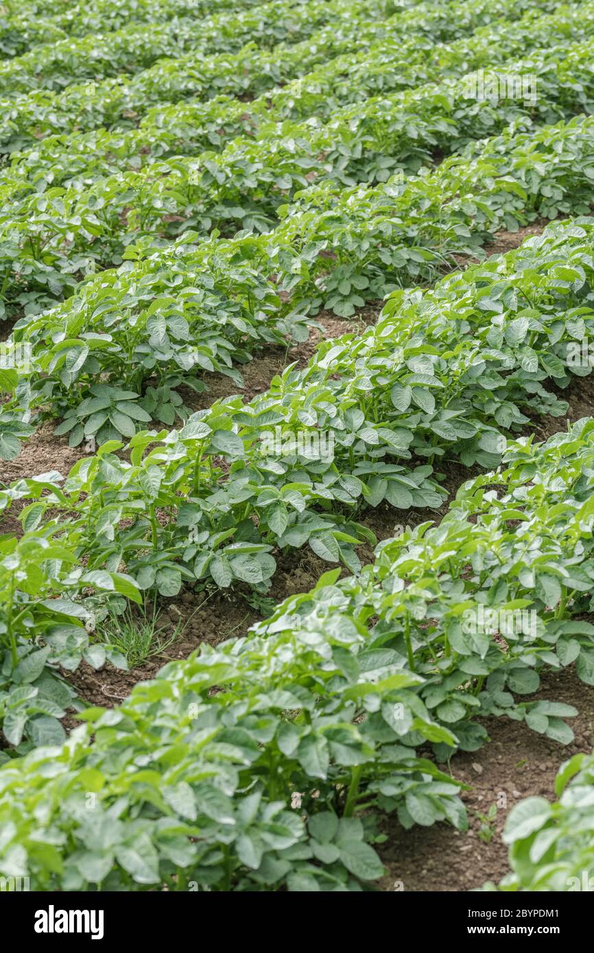 Field with rows of hilled potato plants being grown commercially. About ...