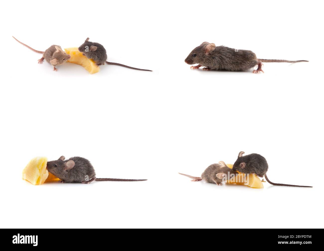 Mouse eating cheese Cut Out Stock Images & Pictures - Alamy