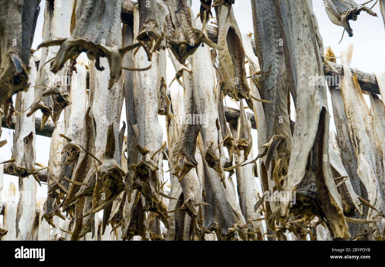 Cod bodies drying on a wooden rack outside, in the preparation of ...