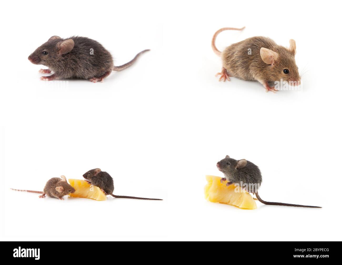 Set of mice, Mouse and cheese on white Stock Photo - Alamy