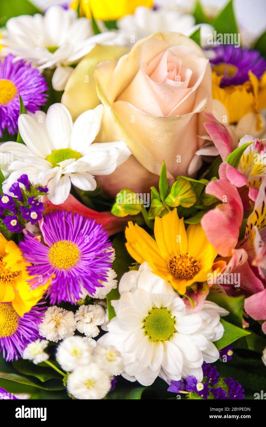 spring flowers background on white background Stock Photo - Alamy
