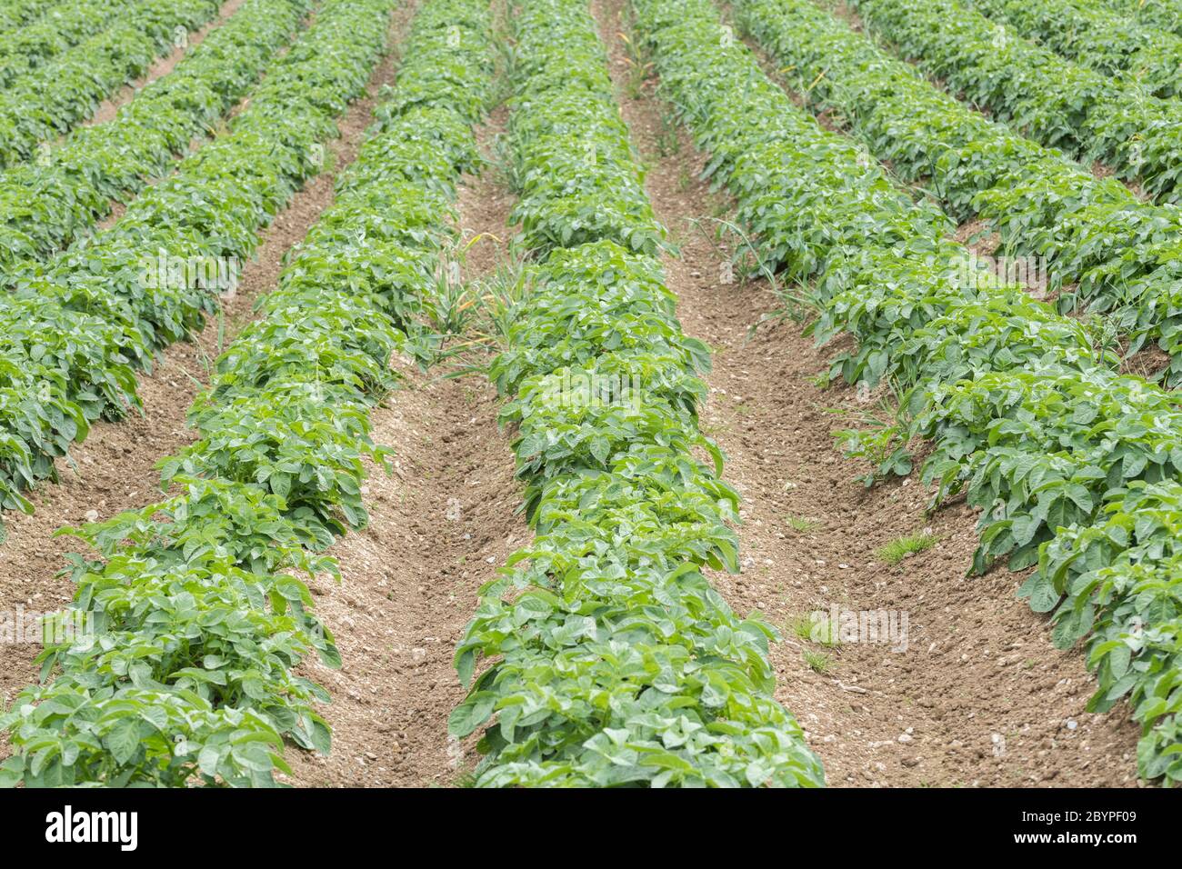 Commercially produced plants hi-res stock photography and images - Alamy