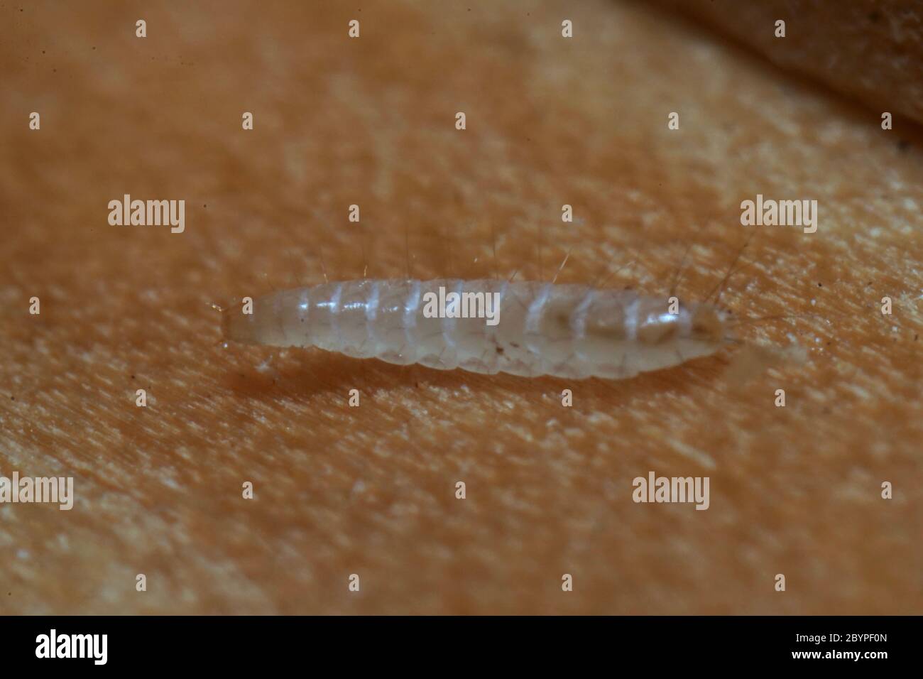 Super macro close up of Ceratophyllus gallinae larva, known as the hen ...