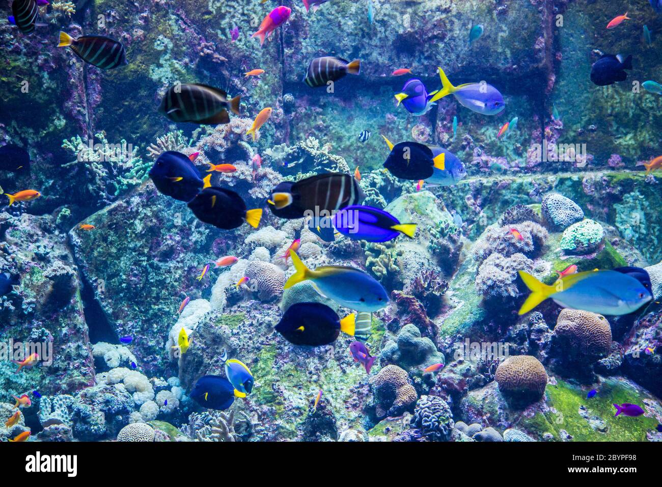 Tropical reef fish polynesia hi-res stock photography and images - Alamy