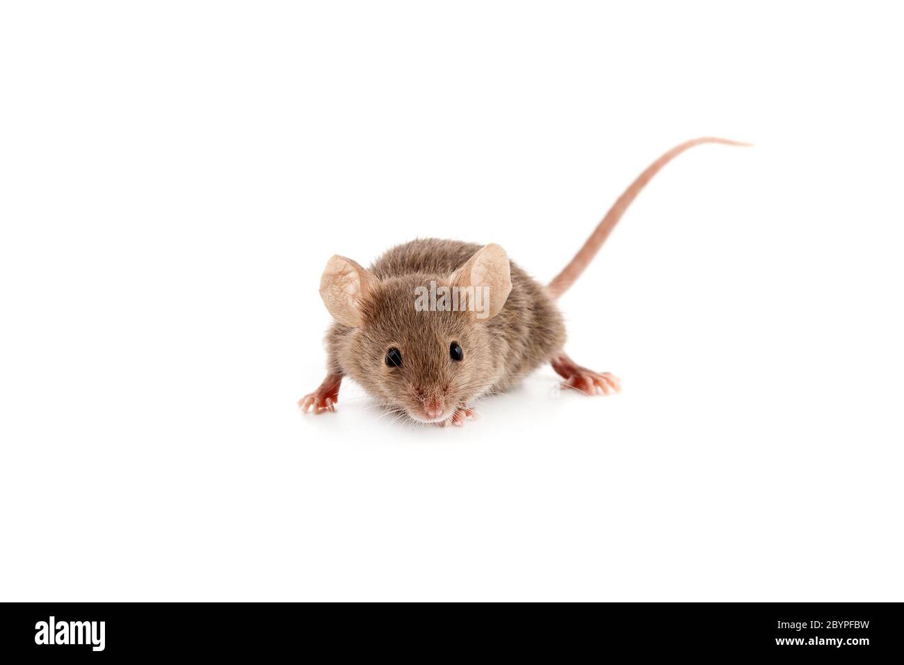 Close up of mouse hi-res stock photography and images - Alamy