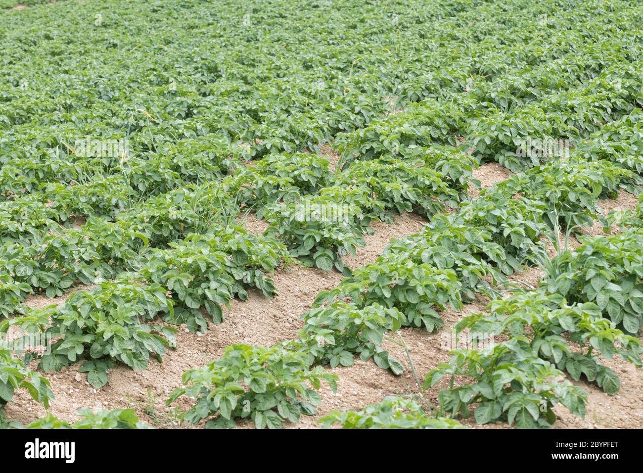 Field with rows of hilled potato plants being grown commercially. About ...