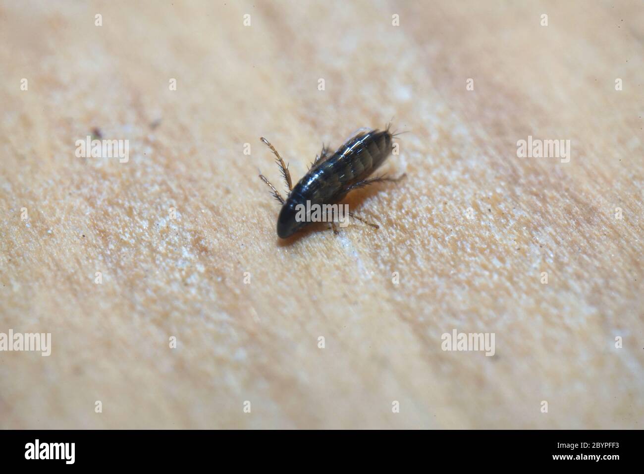 Super macro close up of Ceratophyllus gallinae, known as the hen flea ...