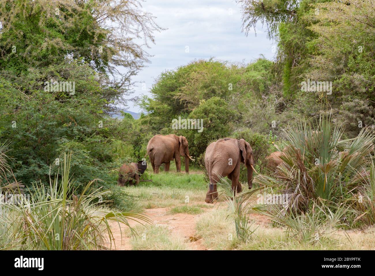 A lot of elephants go through the bushes in a jungle Stock Photo - Alamy