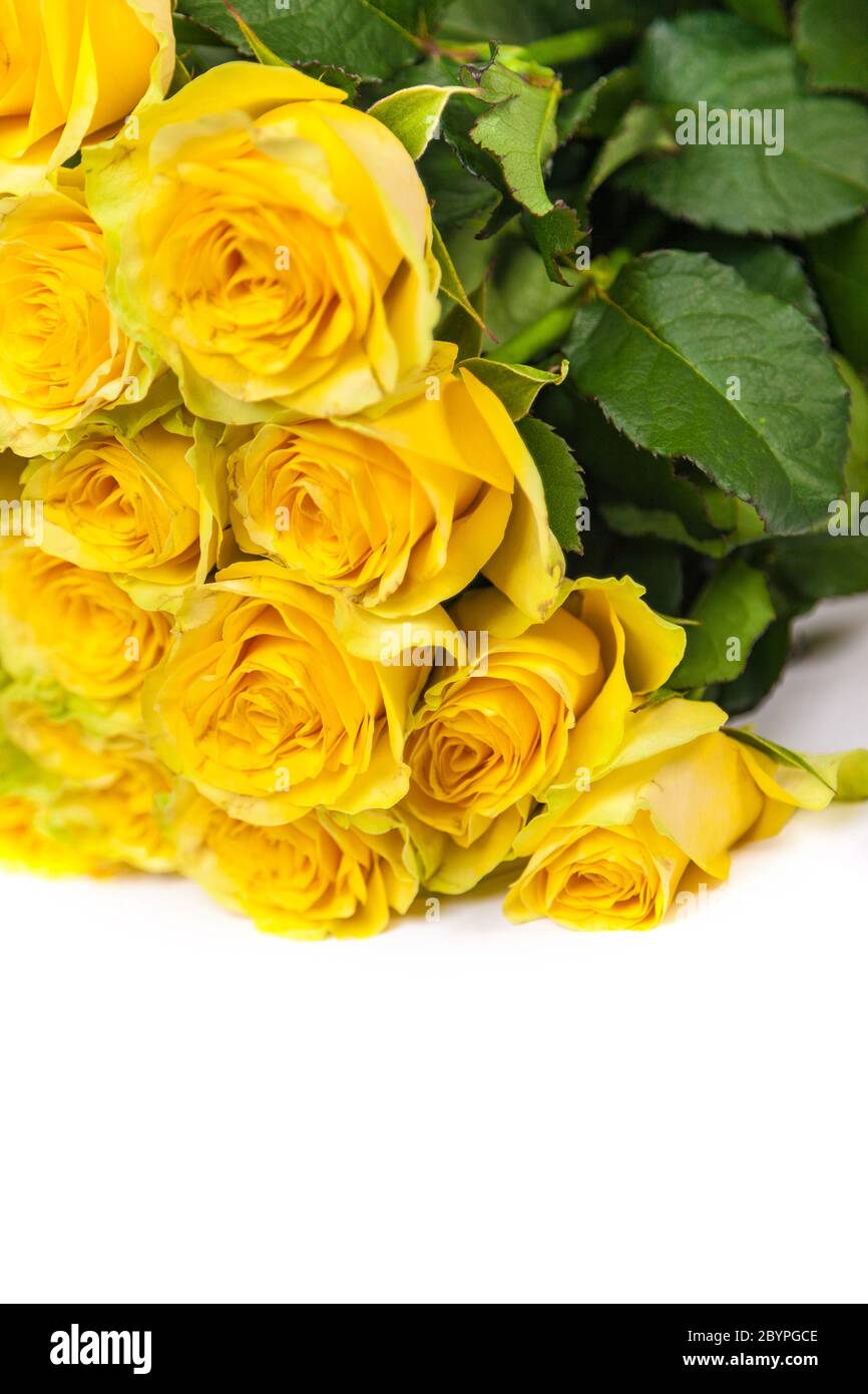 Group of fresh yellow roses Stock Photo - Alamy