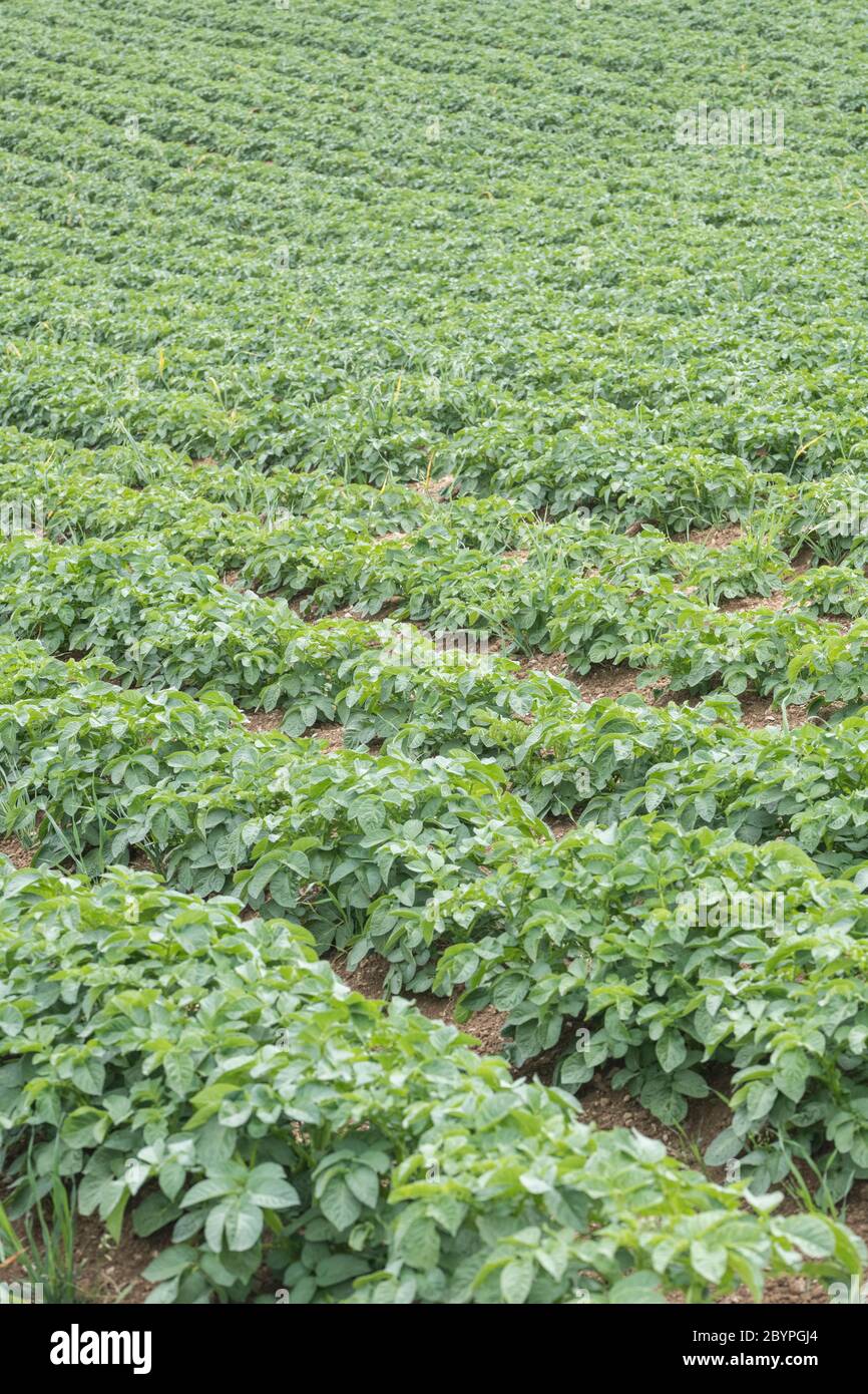 Field with rows of hilled potato plants being grown commercially. About ...