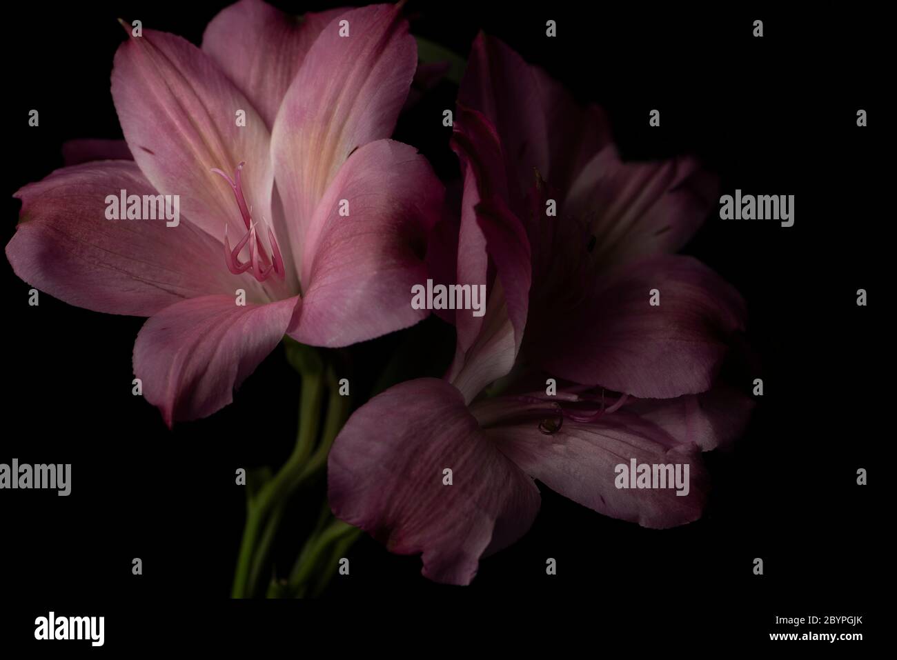 Lily of the incas hi-res stock photography and images - Alamy