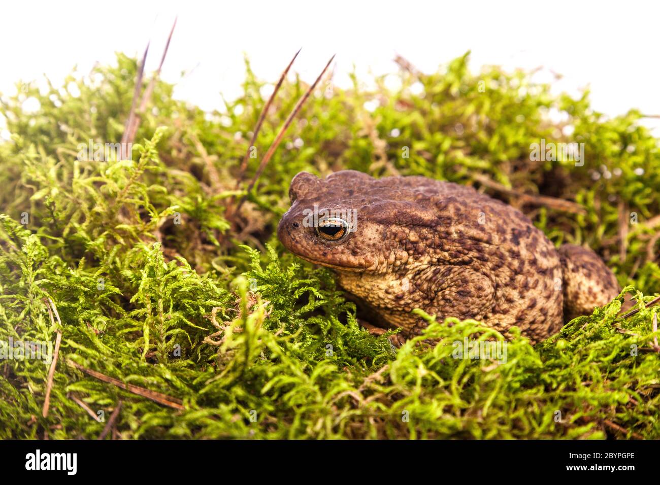 Toadstool Frog High Resolution Stock Photography and Images - Alamy