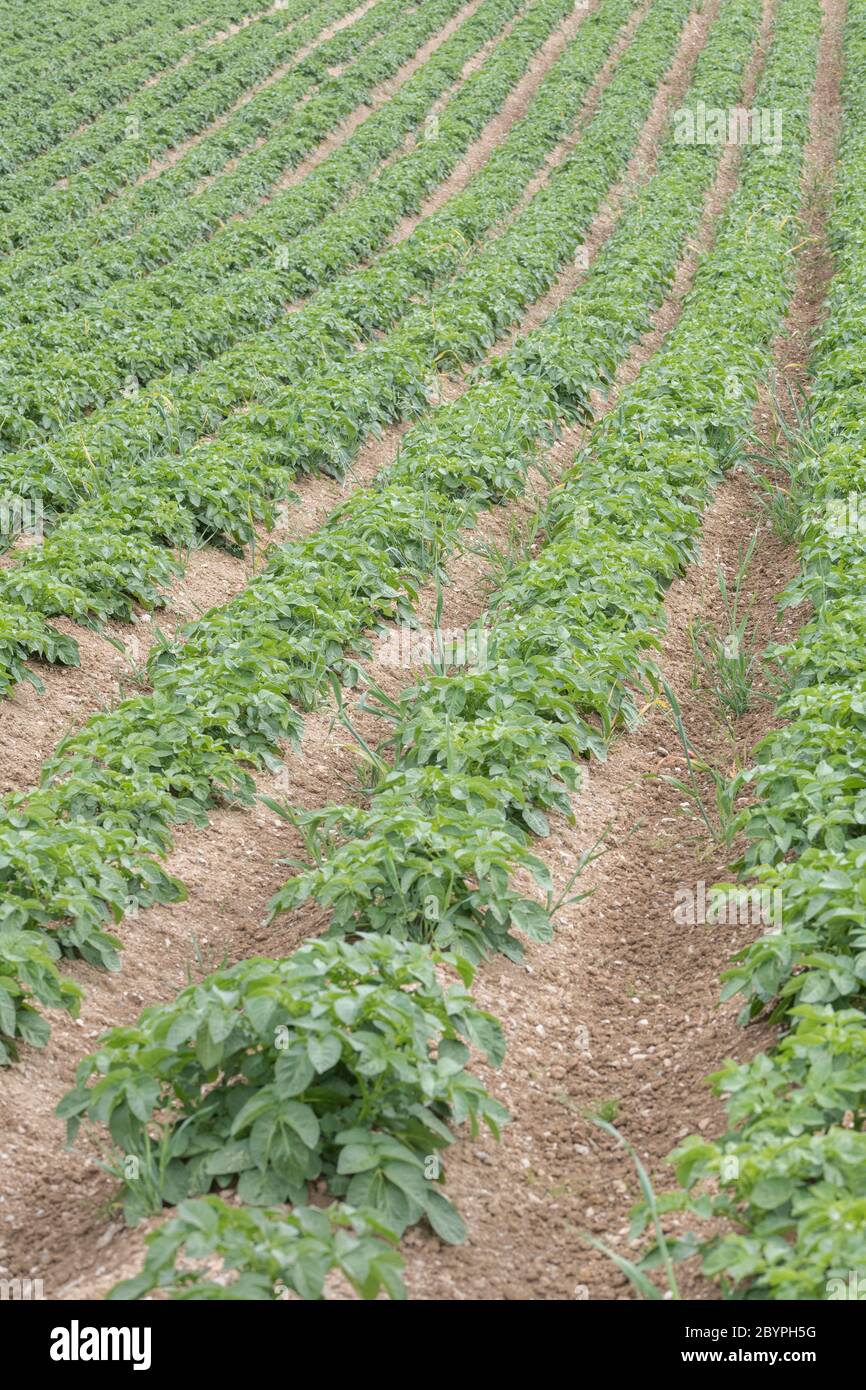 Field with rows of hilled potato plants being grown commercially. About ...