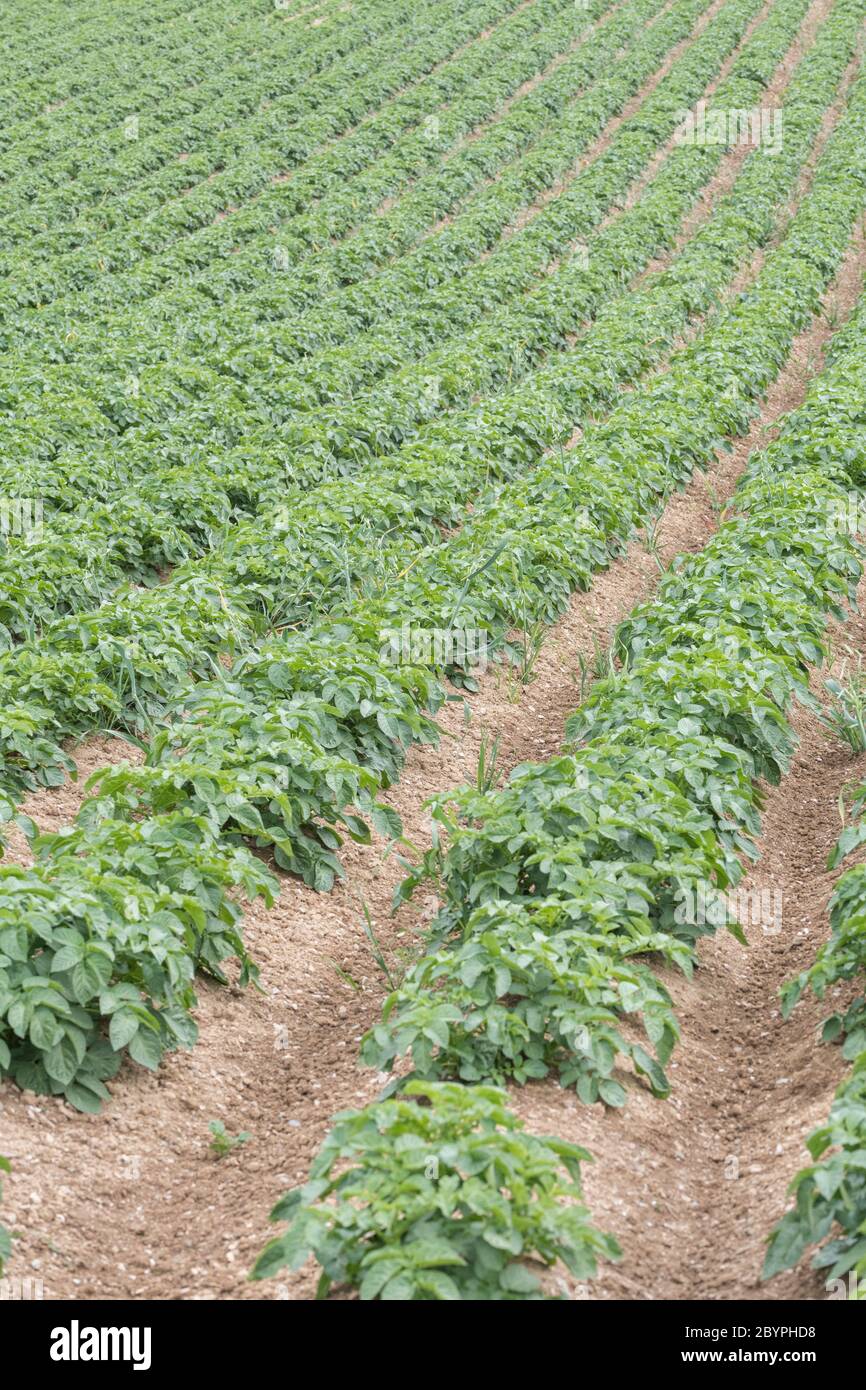 Field with rows of hilled potato plants being grown commercially. About ...