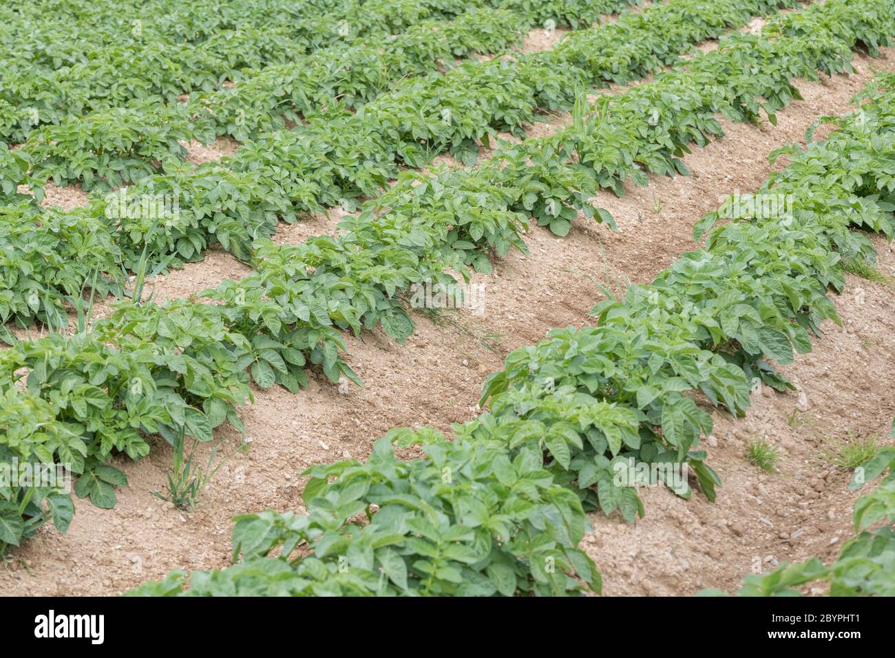Field with rows of hilled potato plants being grown commercially. About ...
