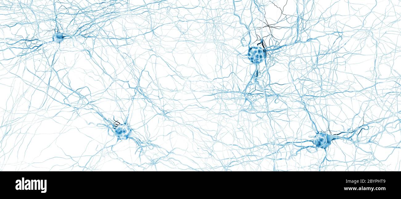 Signal transmitting neuron or nerve cell- 3d illustration Stock Photo ...