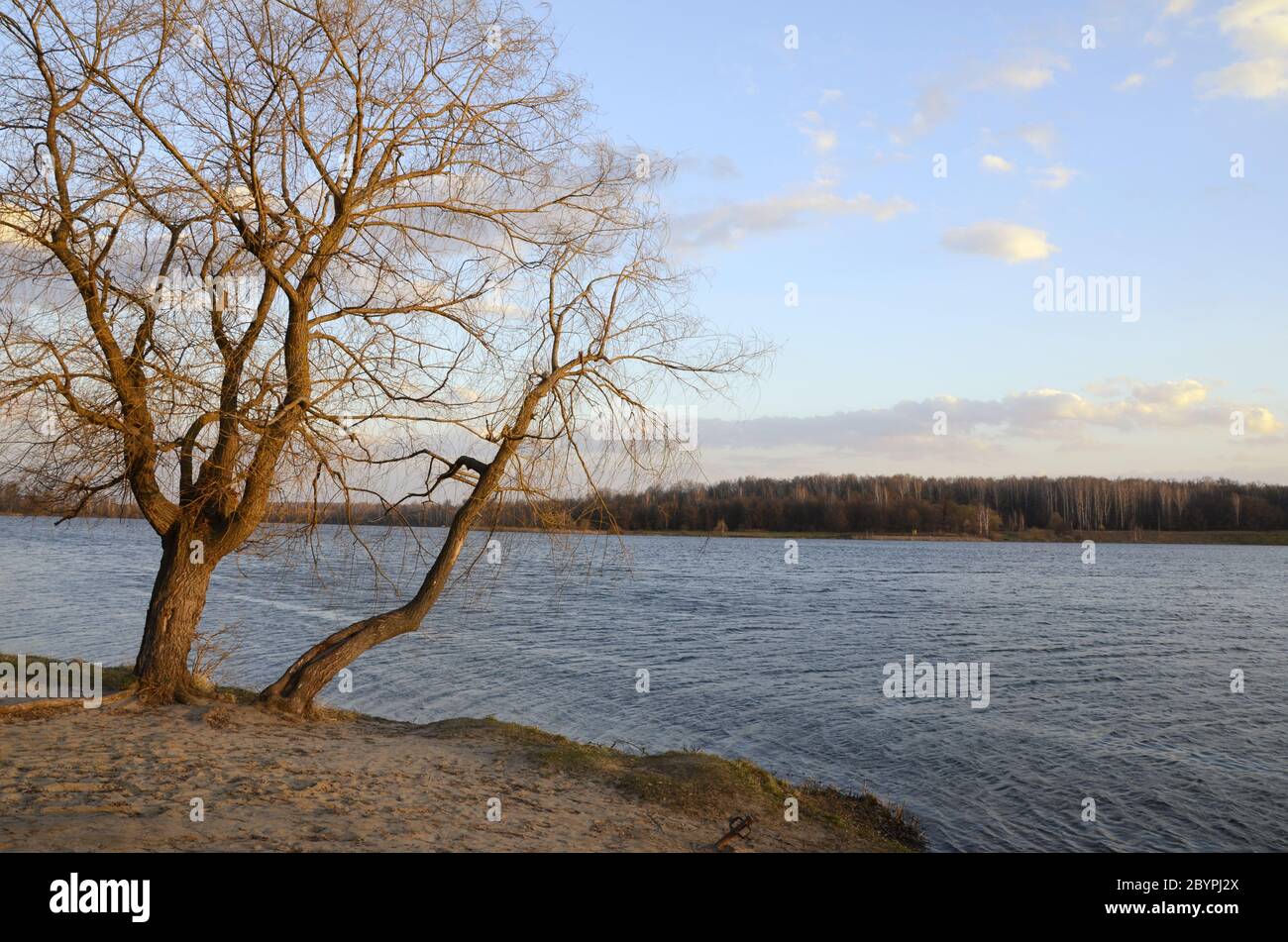 Spring early tree hi-res stock photography and images - Alamy