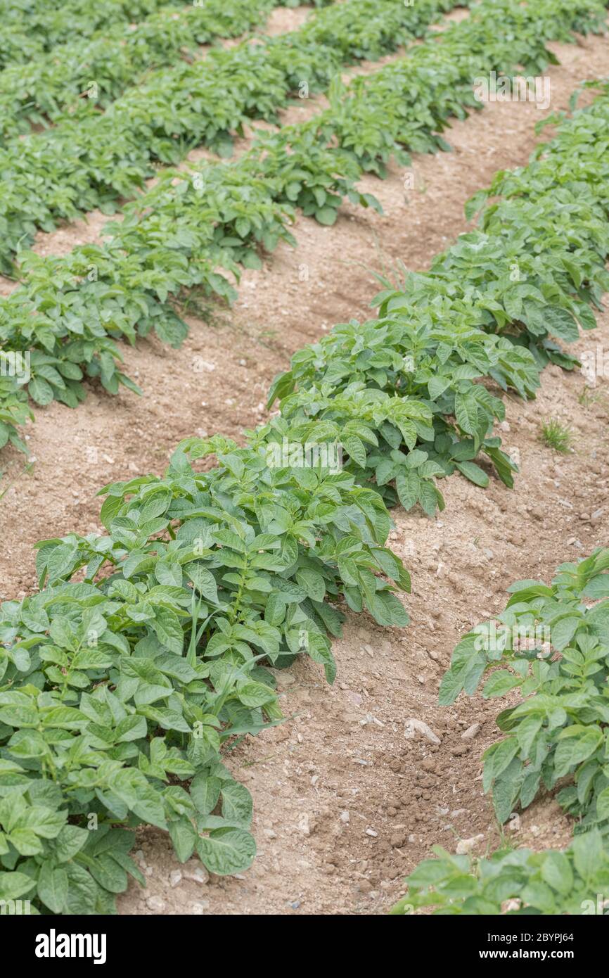 Field with rows of hilled potato plants being grown commercially. About ...