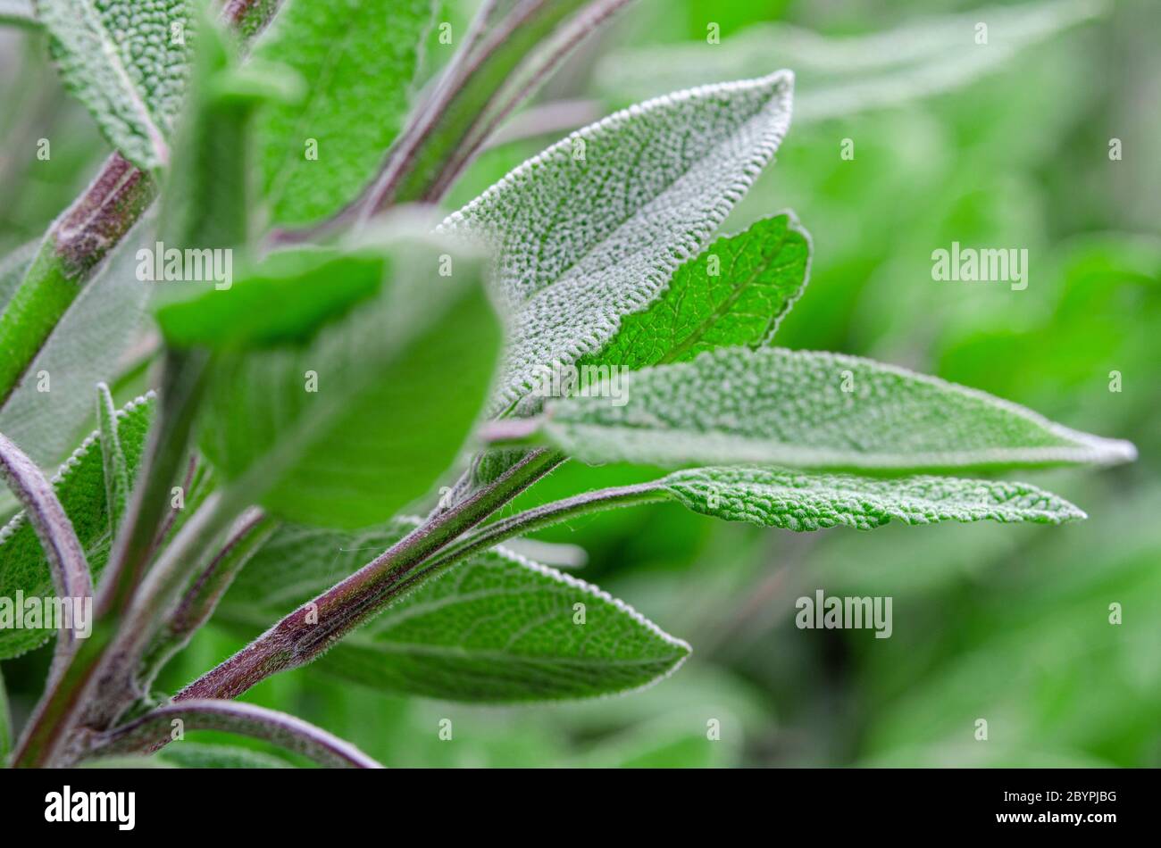 Medicinal herbs. Unconventional medicine. Leaves of medicinal sage ...
