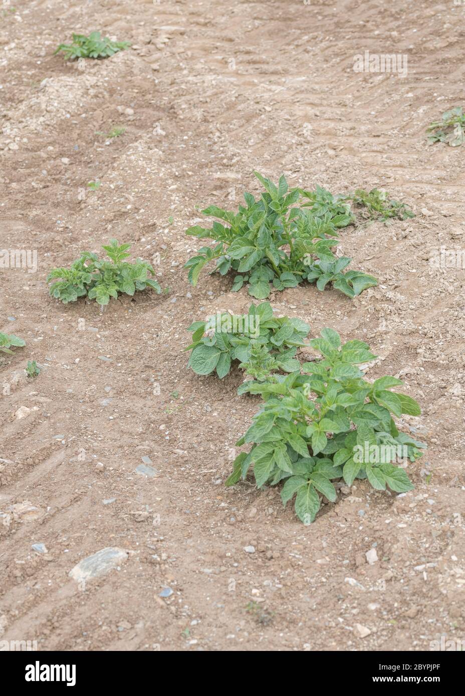 Potato crop hilled ridges hi-res stock photography and images - Alamy