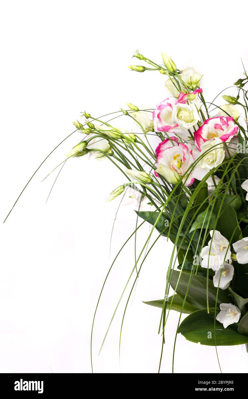 spring flowers background on white background Stock Photo - Alamy