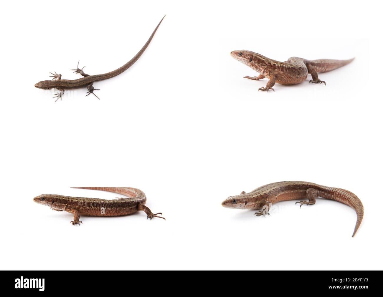 Set of small lizards on white Stock Photo - Alamy