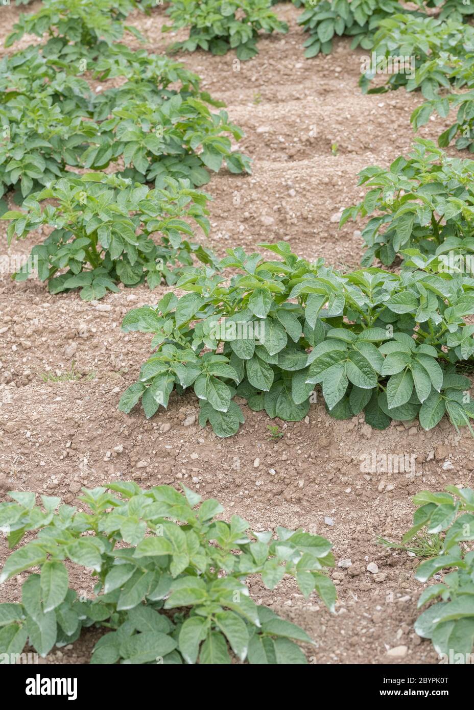 Potato solanum tuberosum hilled ridges hi-res stock photography and ...