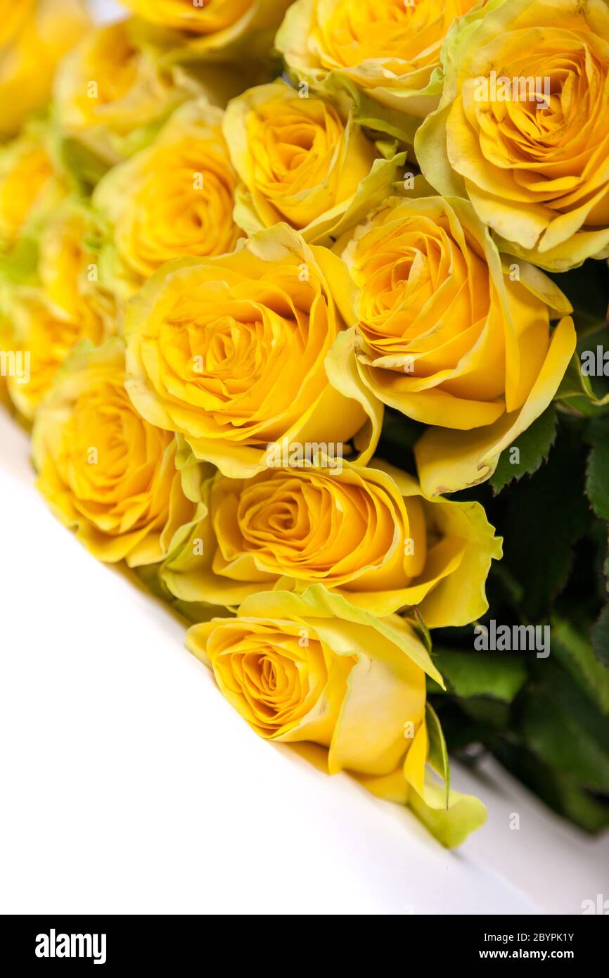 Group of fresh yellow roses Stock Photo - Alamy