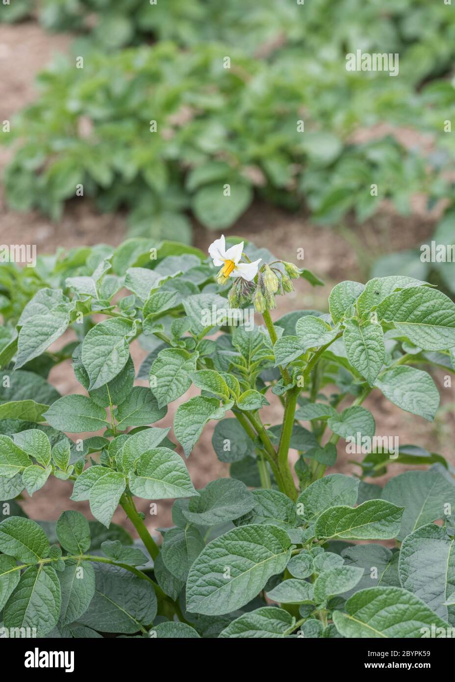 White flowering potato plant in field of hilled spuds grown ...