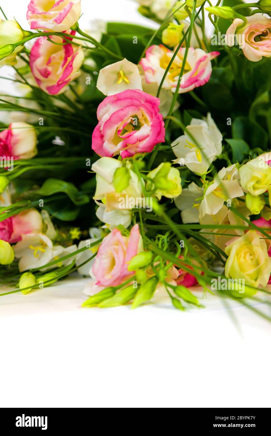 spring flowers background on white background Stock Photo - Alamy