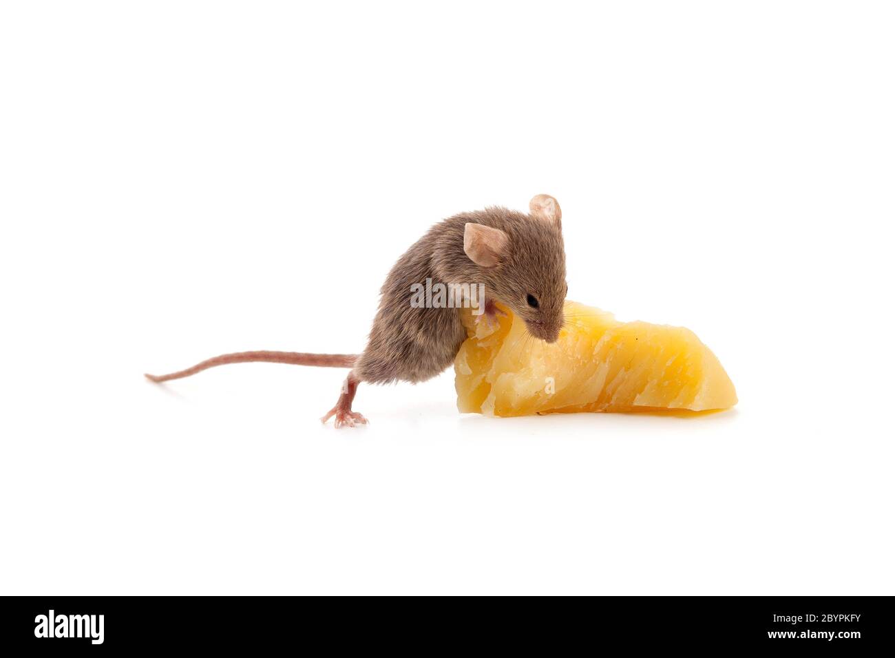 Mouse and cheese Stock Photo - Alamy