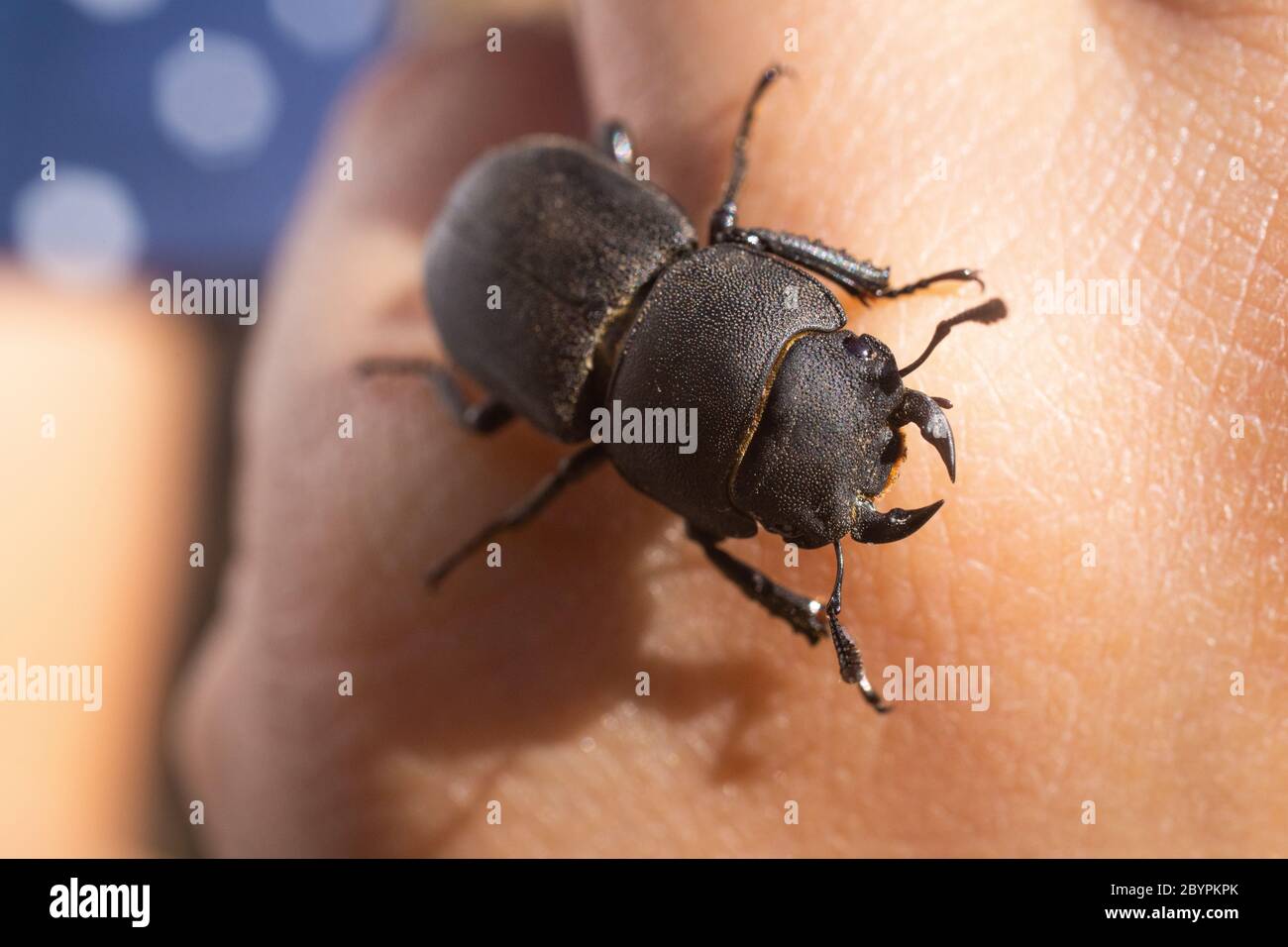 Garden beetle hi-res stock photography and images - Alamy