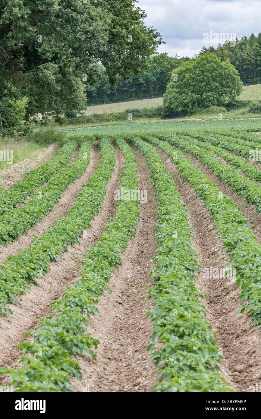 Field with rows of hilled potato plants being grown commercially. About ...