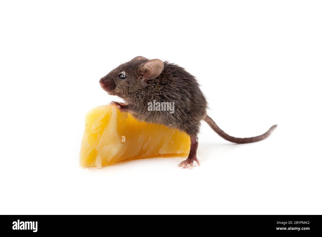 Smelling cheese Cut Out Stock Images & Pictures - Alamy