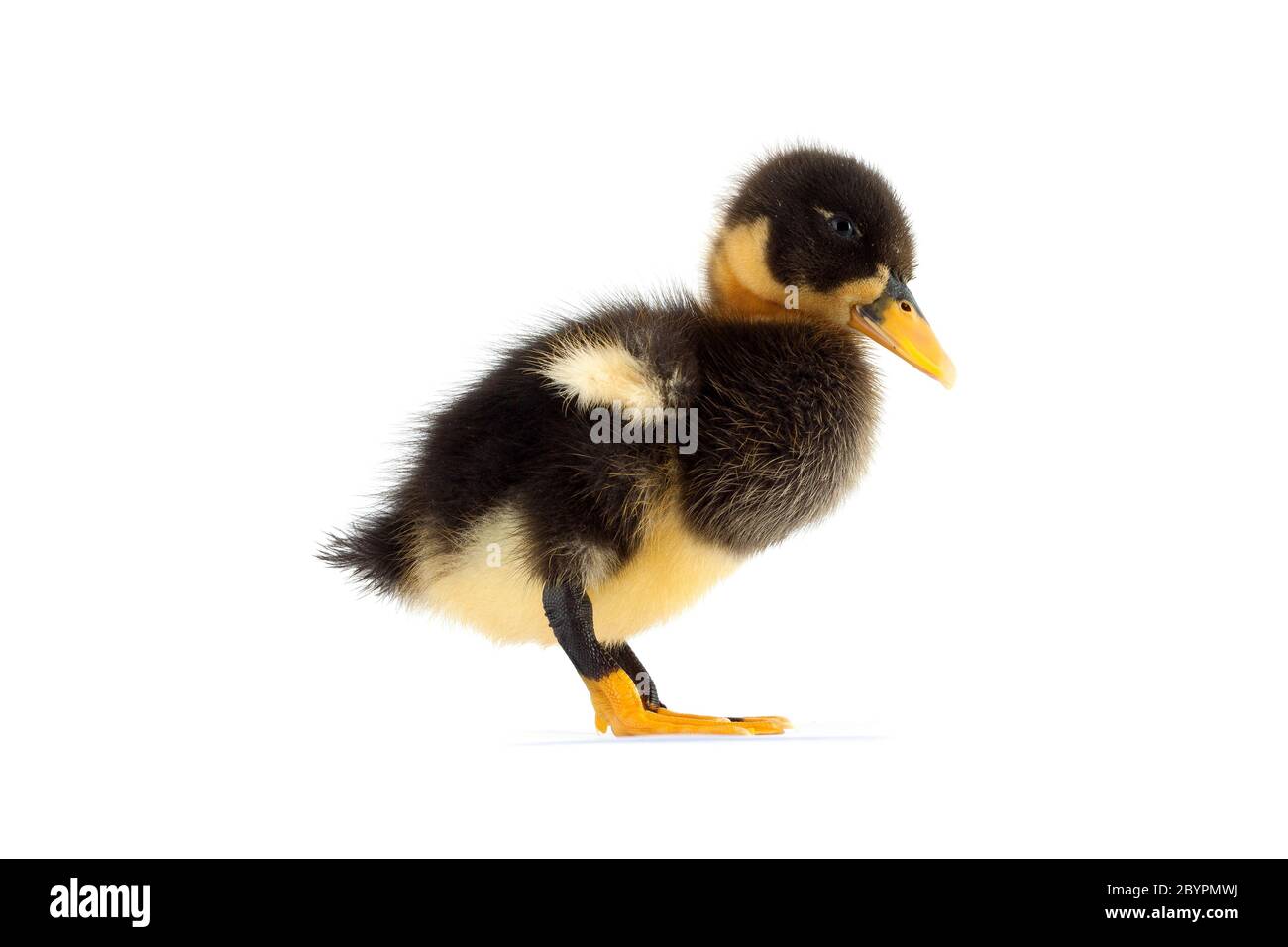 The black small duckling Stock Photo - Alamy