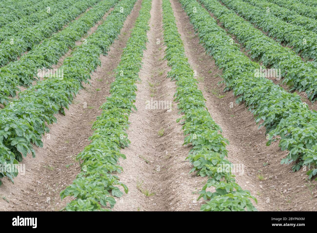 Field with rows of hilled potato plants being grown commercially. About ...