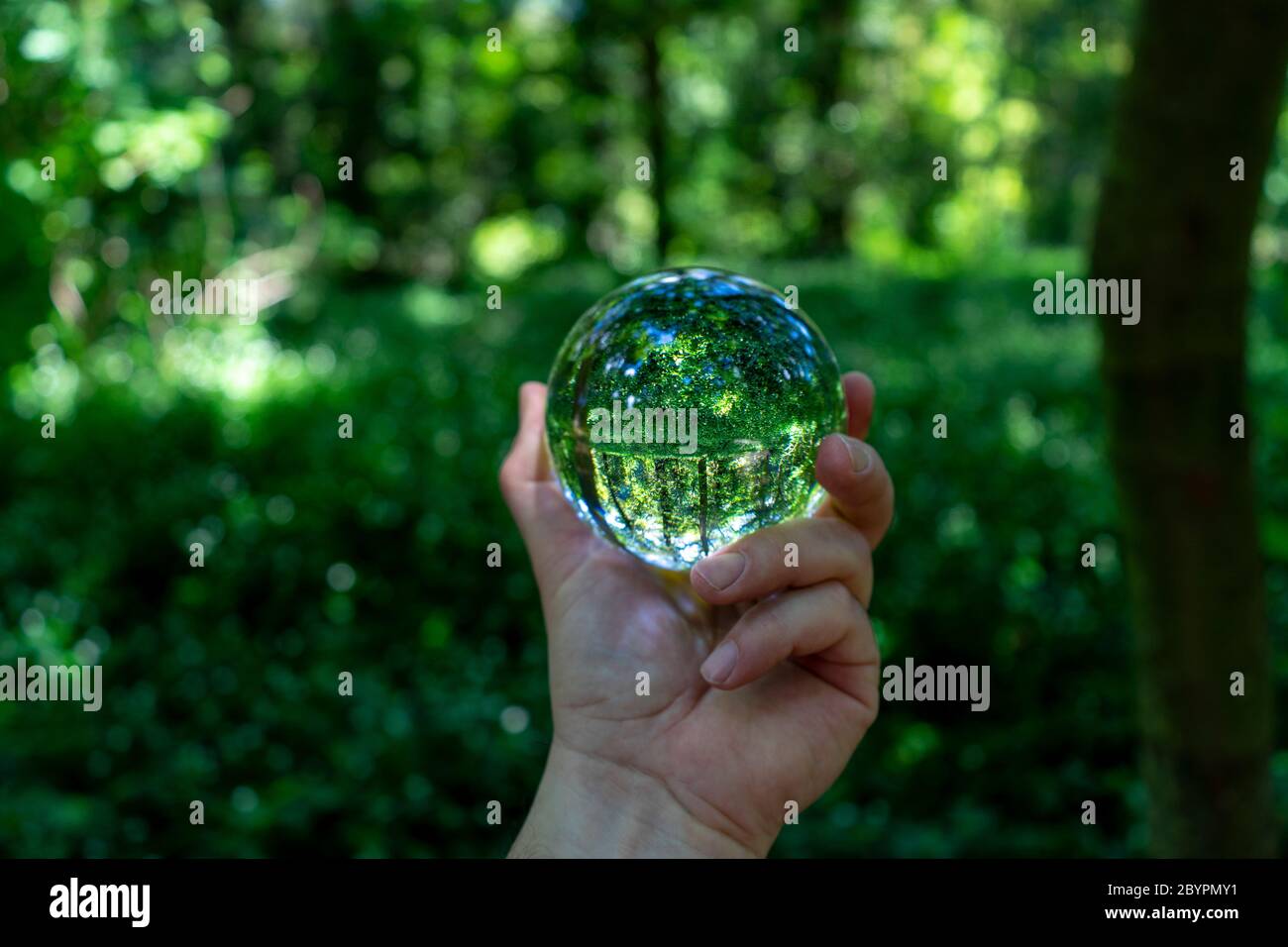 image of a forest in one ball Stock Photo - Alamy