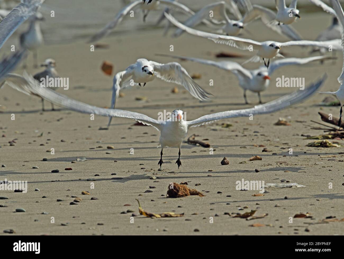 Royal Tern (Thalasseus maximus maximus) & Cabot's Tern (T. sandvicensis ...