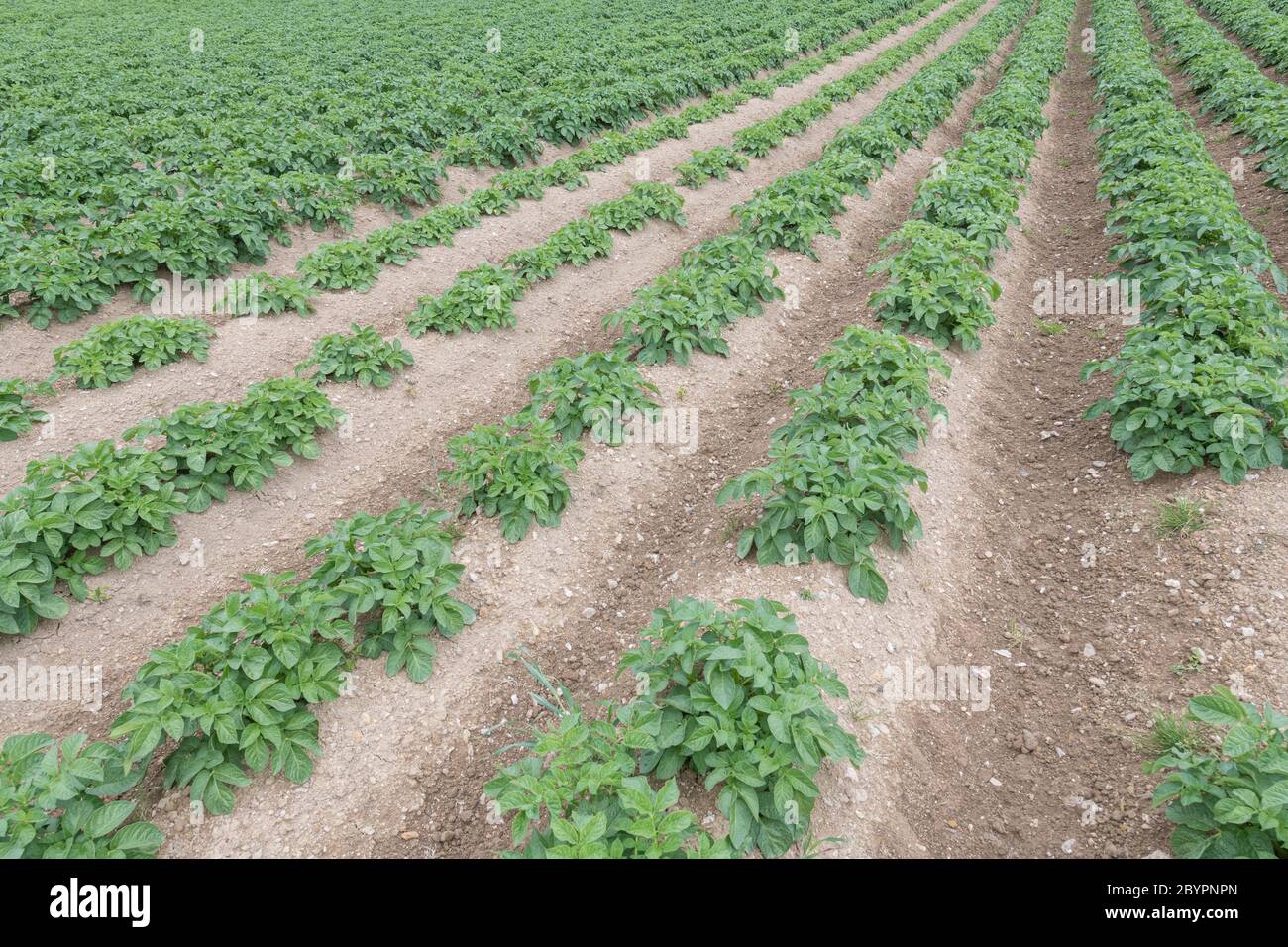 Field with rows of hilled potato plants being grown commercially. About ...