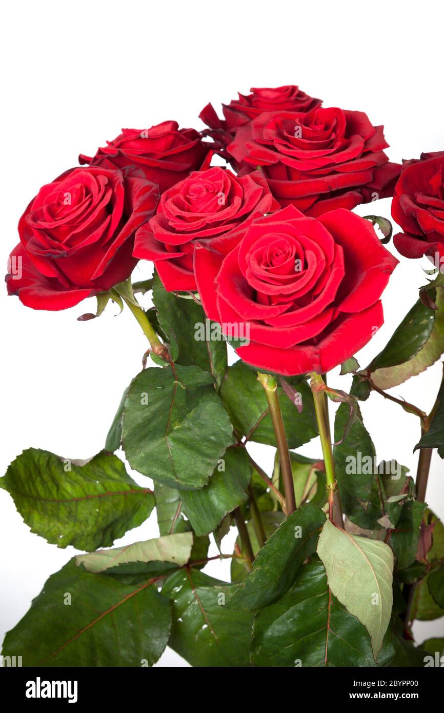 Three fresh red roses over white background Stock Photo - Alamy
