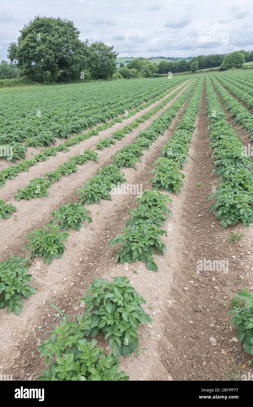 Field with rows of hilled potato plants being grown commercially. About ...