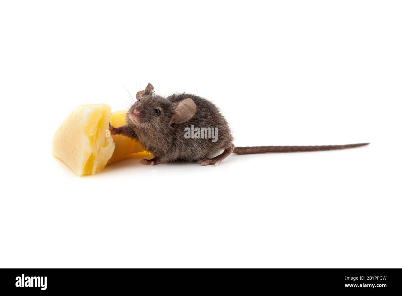 Smelling cheese Cut Out Stock Images & Pictures - Alamy